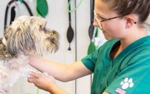 Home | Briar House Veterinary Surgery